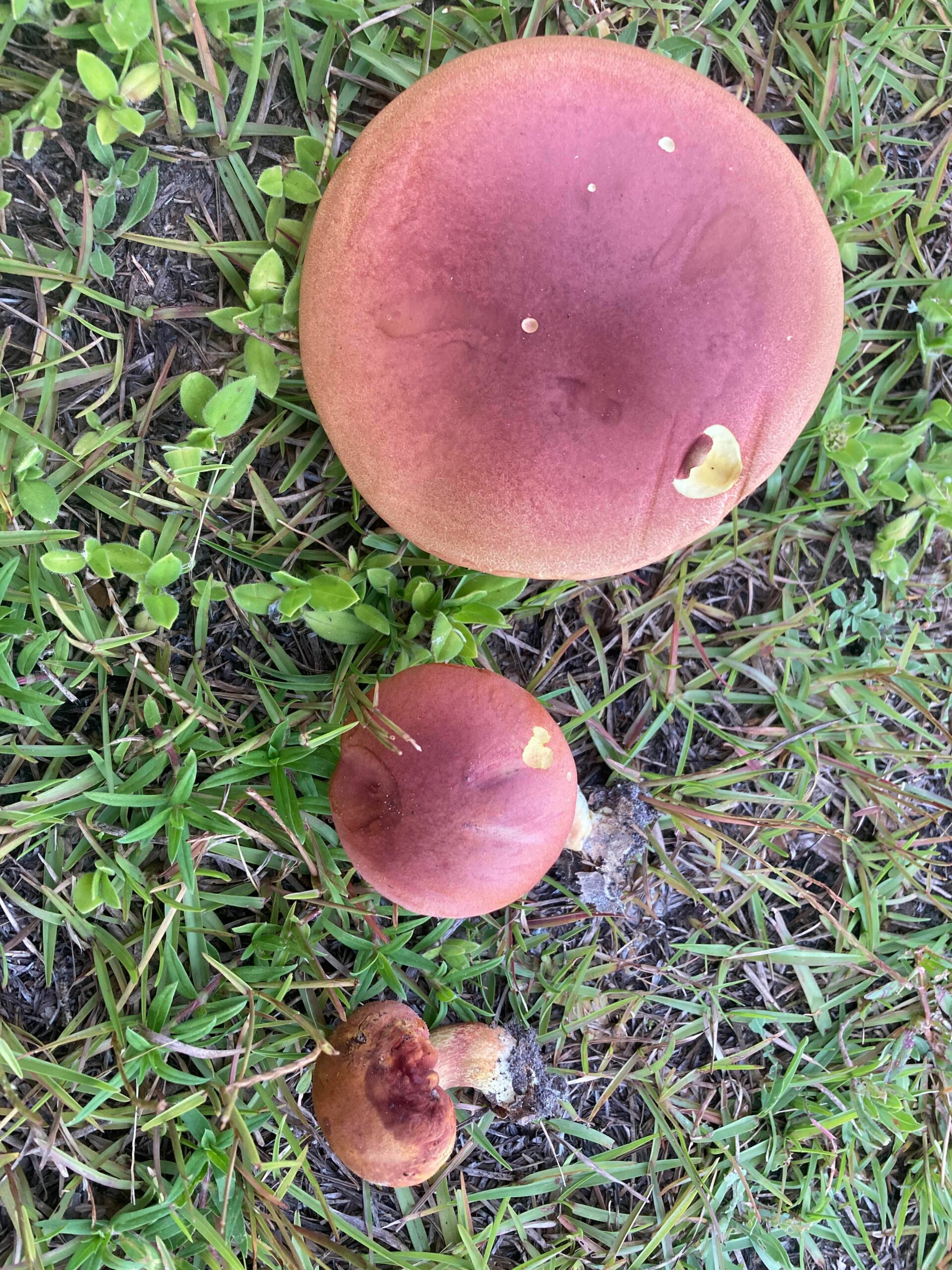 Lanmaoa sublurida | The Bolete Filter