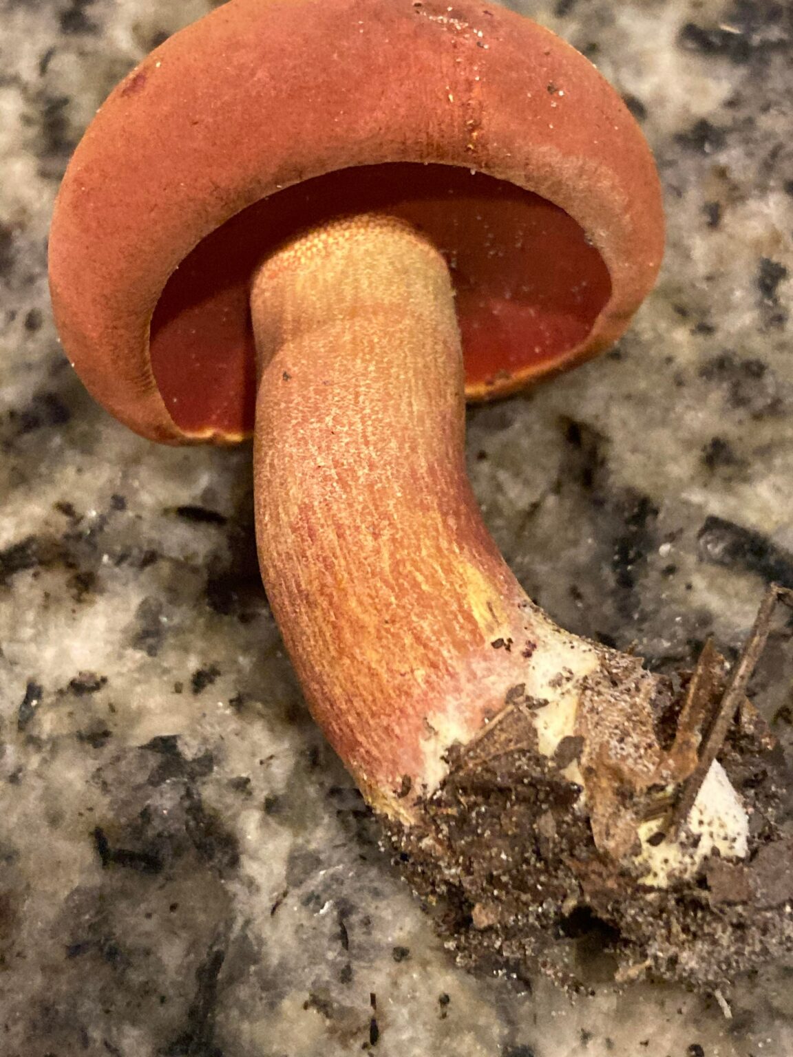 Lanmaoa sublurida | The Bolete Filter