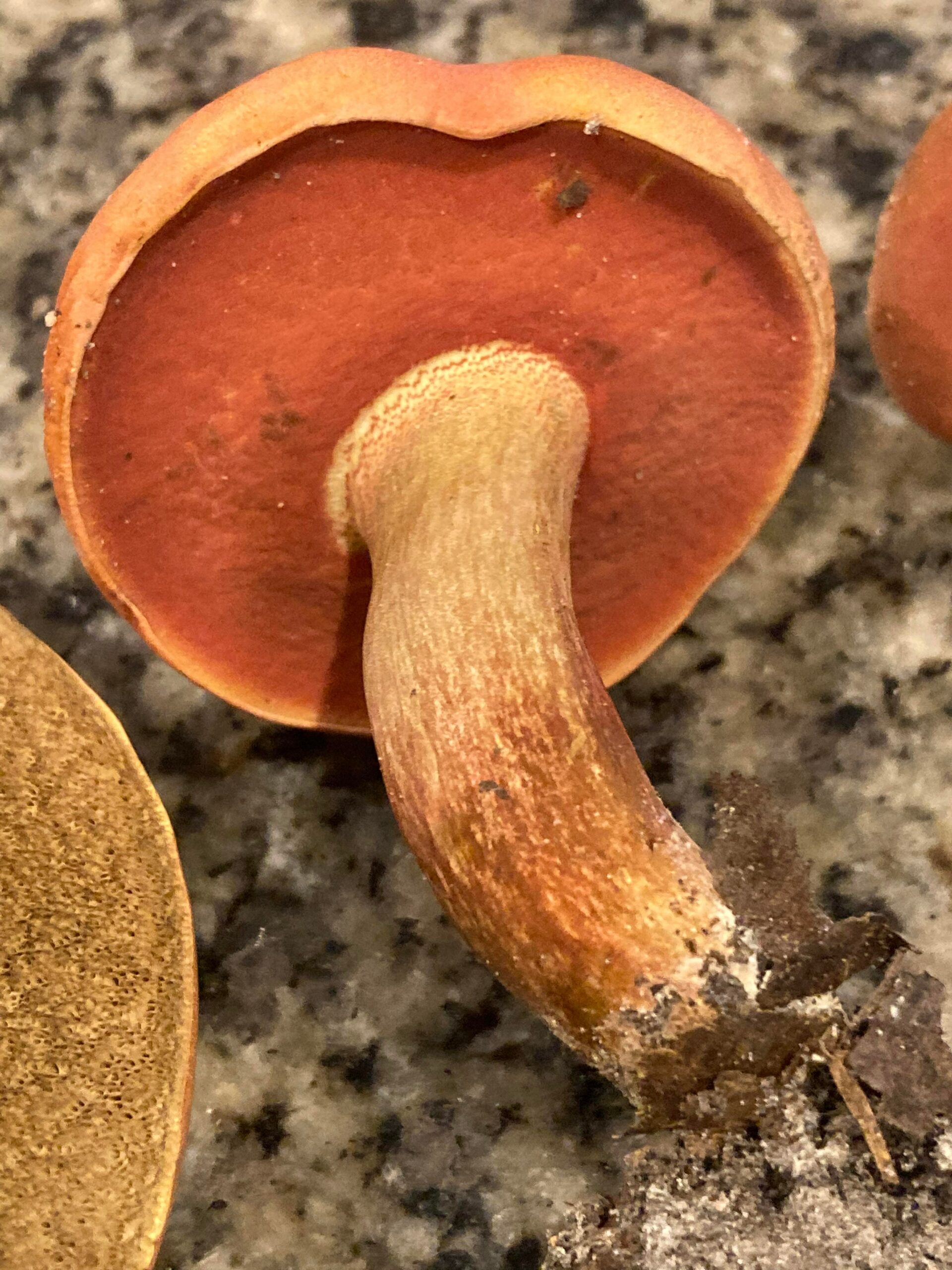 Lanmaoa sublurida | The Bolete Filter