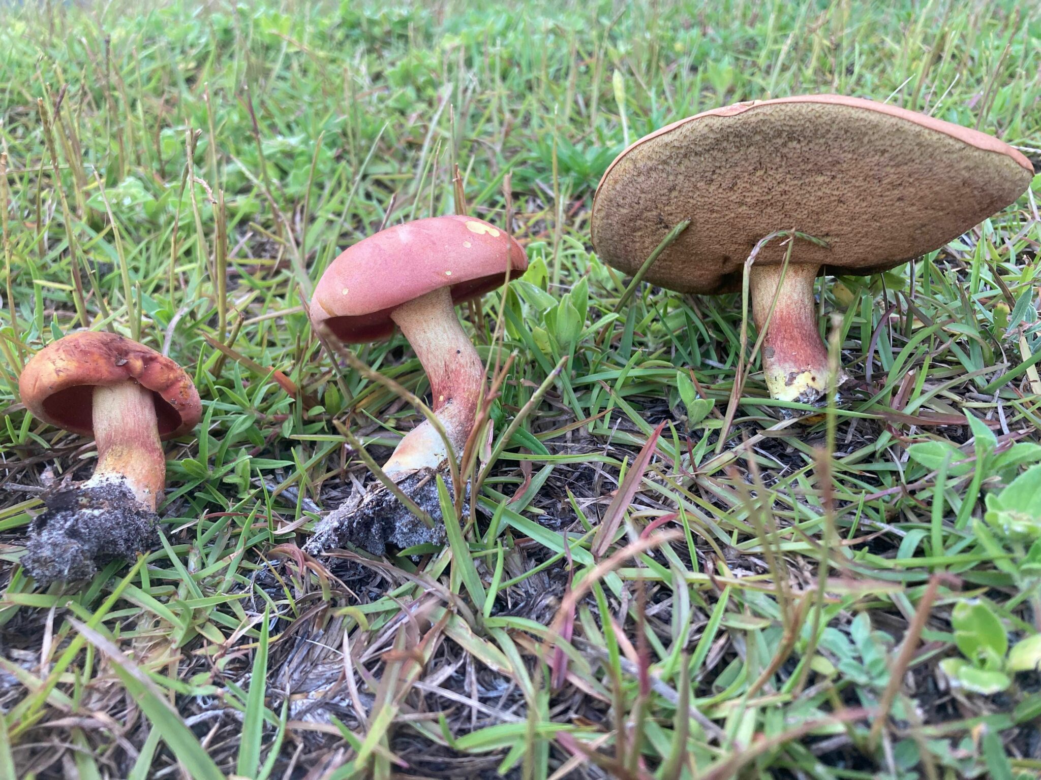 Lanmaoa sublurida | The Bolete Filter