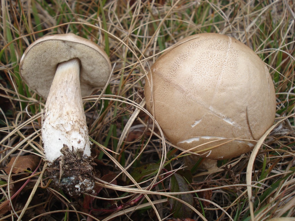 Leccinum holopus (“Ghost Bolete”) | The Bolete Filter