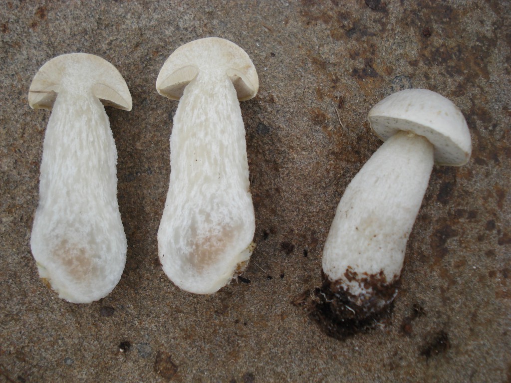 Leccinum holopus (“Ghost Bolete”) | The Bolete Filter