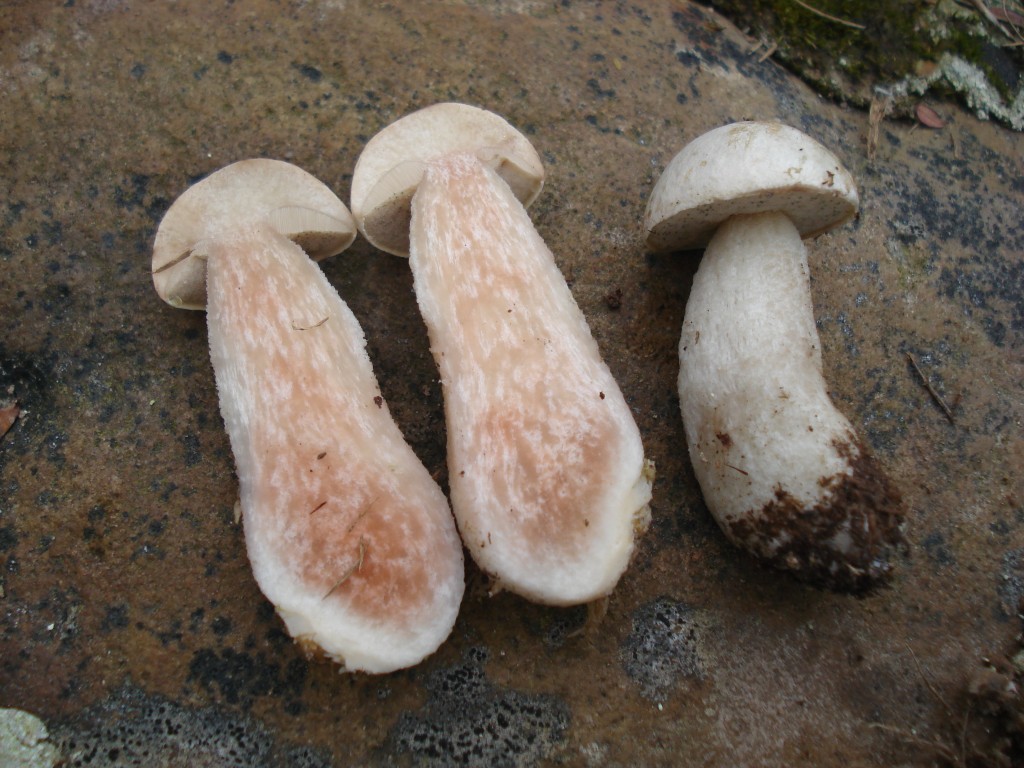 Leccinum holopus (“Ghost Bolete”) | The Bolete Filter