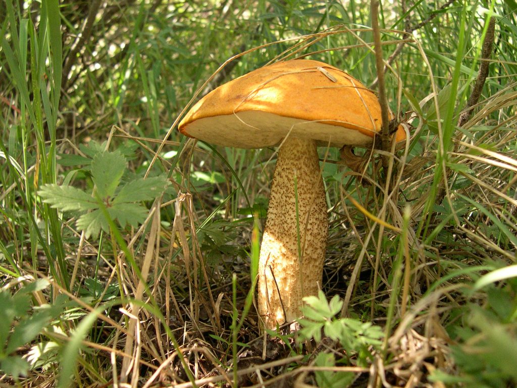 Leccinum insigne (placeholder for birch/aspen mates) | The Bolete Filter