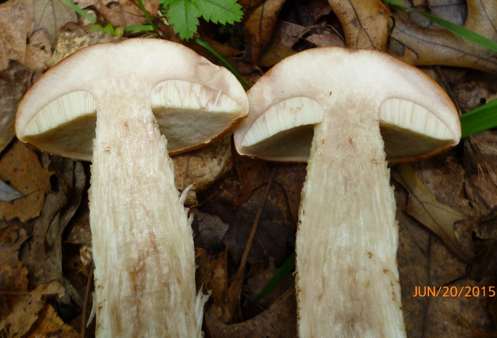 Leccinum pseudoinsigne | The Bolete Filter