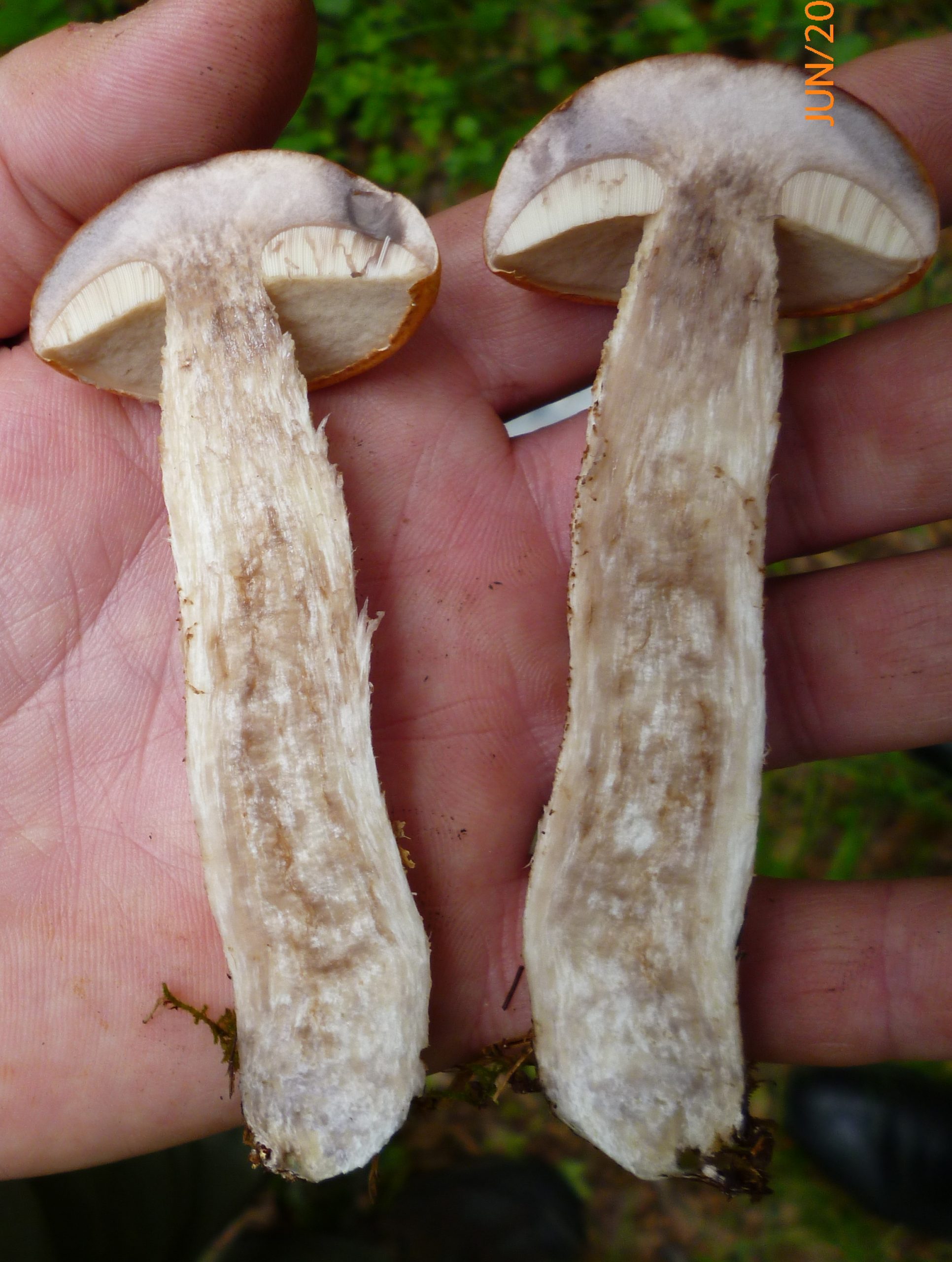 Leccinum pseudoinsigne | The Bolete Filter
