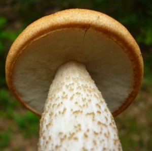 Leccinum pseudoinsigne | The Bolete Filter