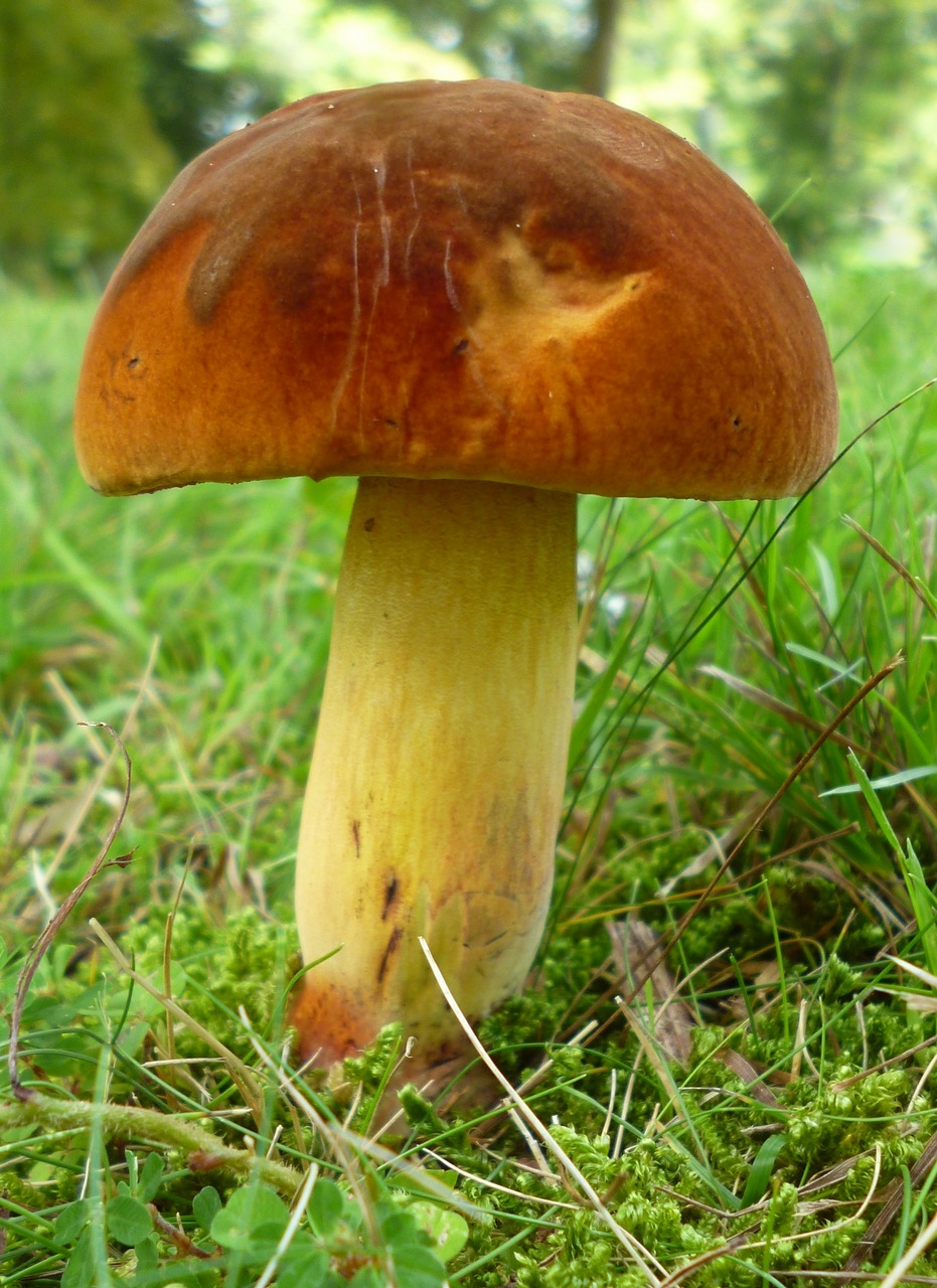 Neoboletus discolor [auct. amer.] (“Scarletina”) | The Bolete Filter