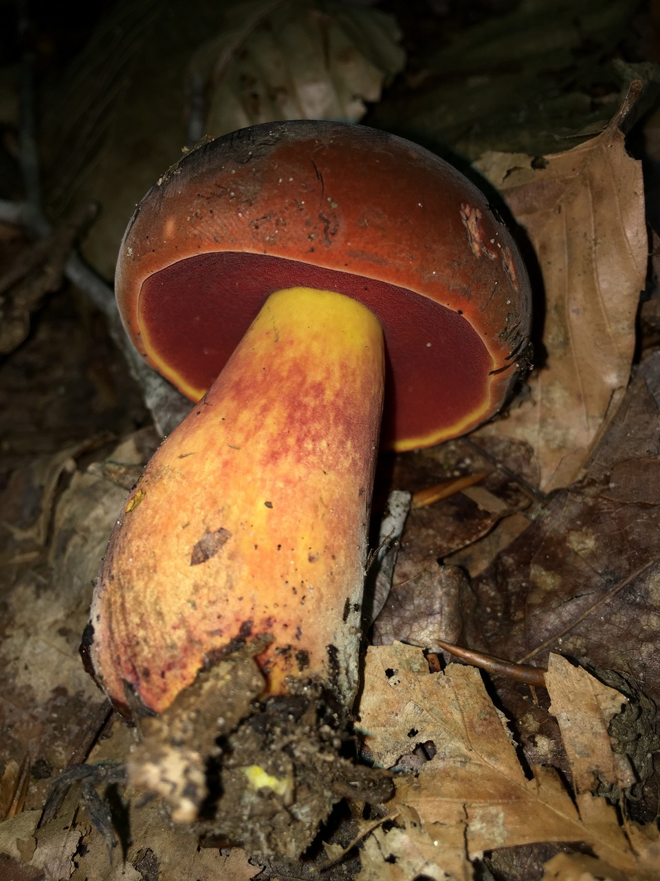 Neoboletus luridiformis [auct. amer.] (“Dark Capped Scarletina”) | The ...