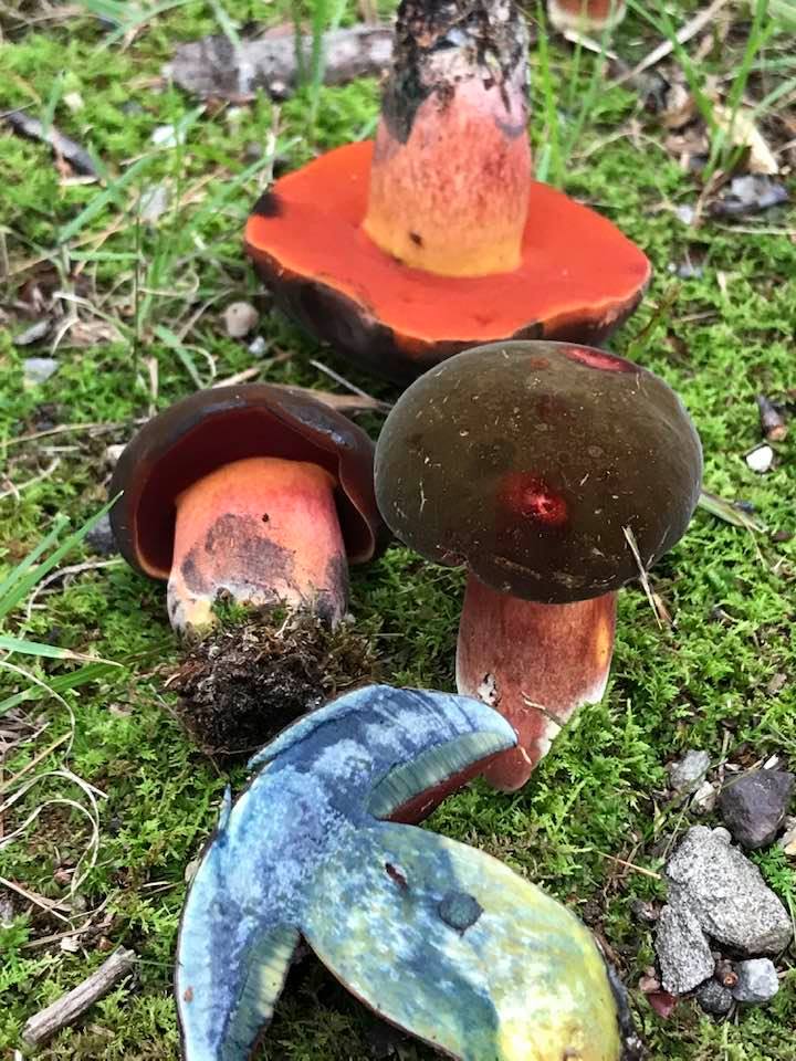 Neoboletus luridiformis [auct. amer.] (“Dark Capped Scarletina”) | The ...