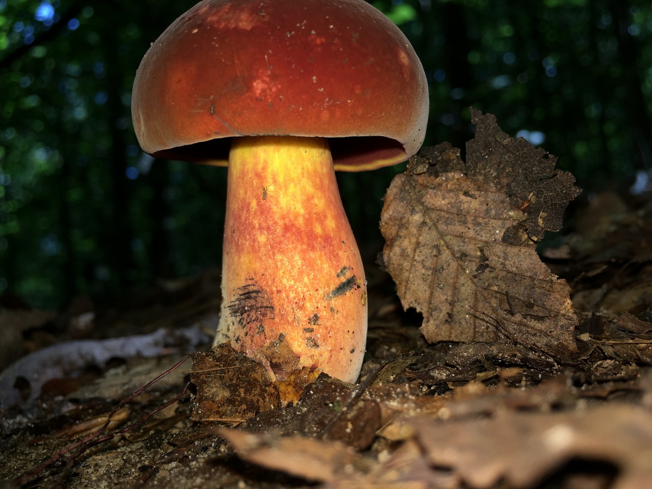 Neoboletus luridiformis [auct. amer.] (“Dark Capped Scarletina”) | The ...