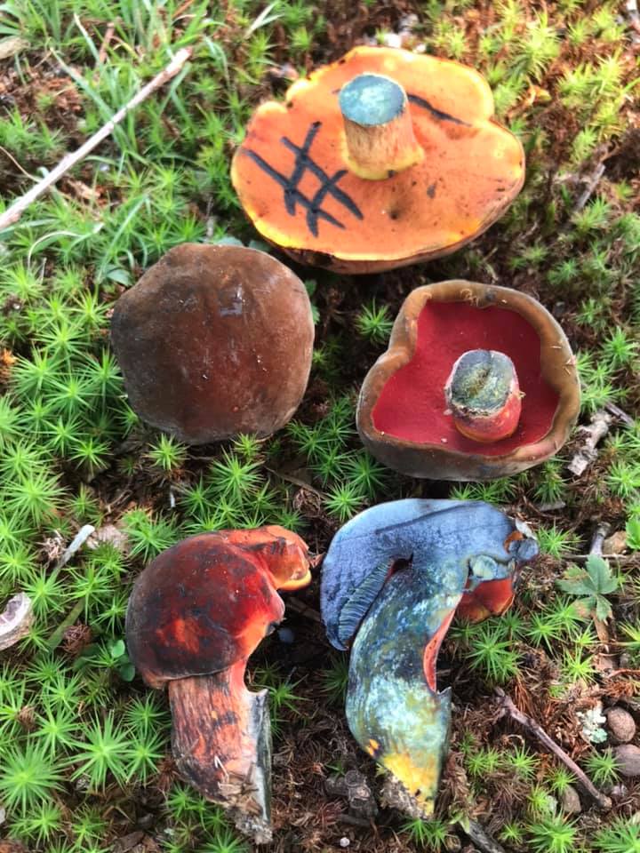 Neoboletus luridiformis [auct. amer.] (“Dark Capped Scarletina”) | The ...