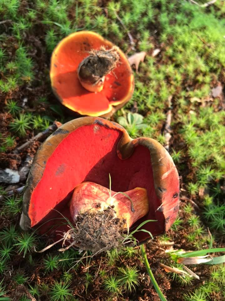 Neoboletus luridiformis [auct. amer.] (“Dark Capped Scarletina”) | The ...