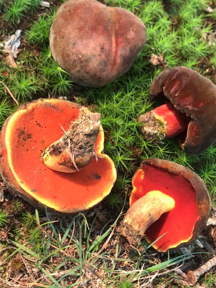 Neoboletus luridiformis [auct. amer.] (“Dark Capped Scarletina”) | The ...