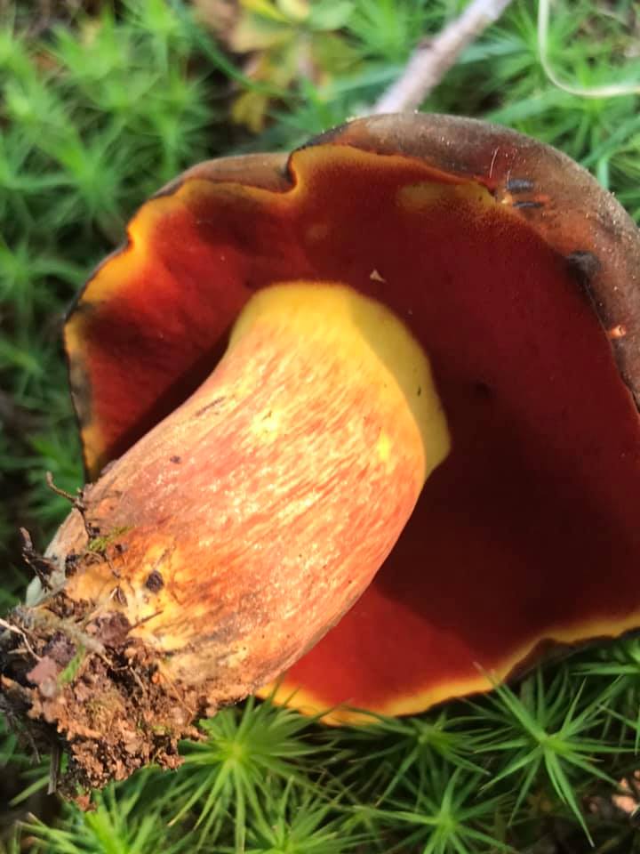 Neoboletus luridiformis [auct. amer.] (“Dark Capped Scarletina”) | The ...