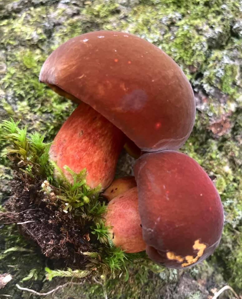 Neoboletus luridiformis [auct. amer.] (“Dark Capped Scarletina”) | The ...