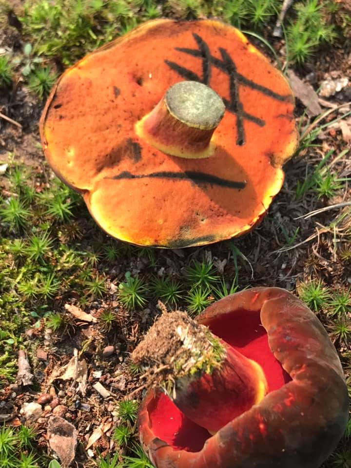 Neoboletus luridiformis [auct. amer.] (“Dark Capped Scarletina”) | The ...