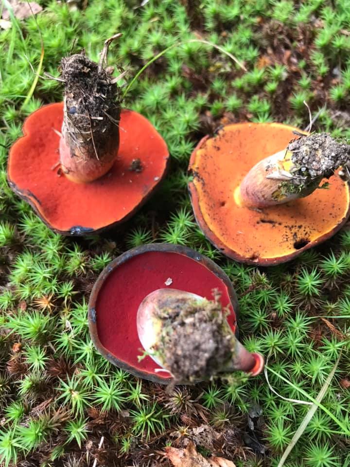 Neoboletus luridiformis [auct. amer.] (“Dark Capped Scarletina”) | The ...