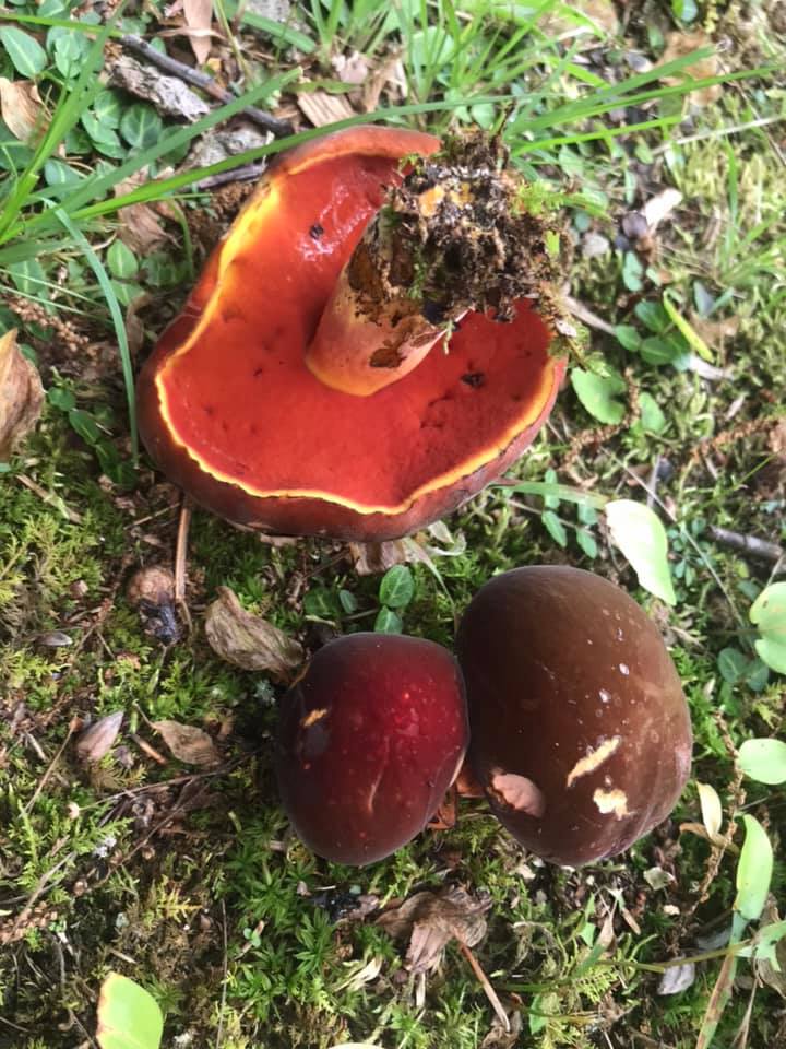 Neoboletus luridiformis [auct. amer.] (“Dark Capped Scarletina”) | The ...