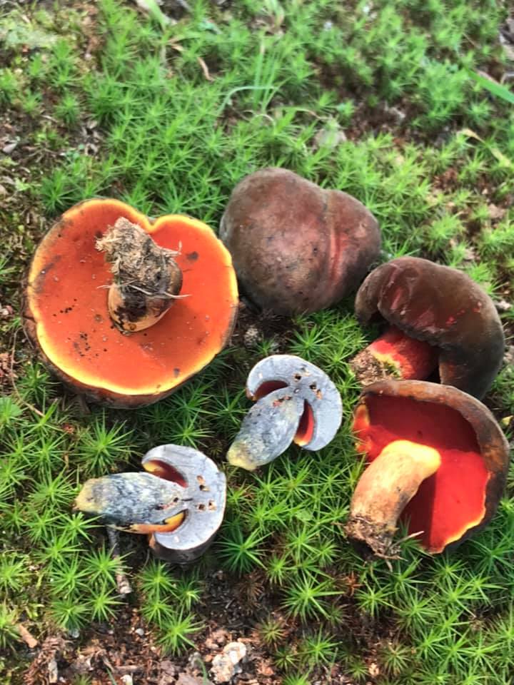 Neoboletus luridiformis [auct. amer.] (“Dark Capped Scarletina”) | The ...