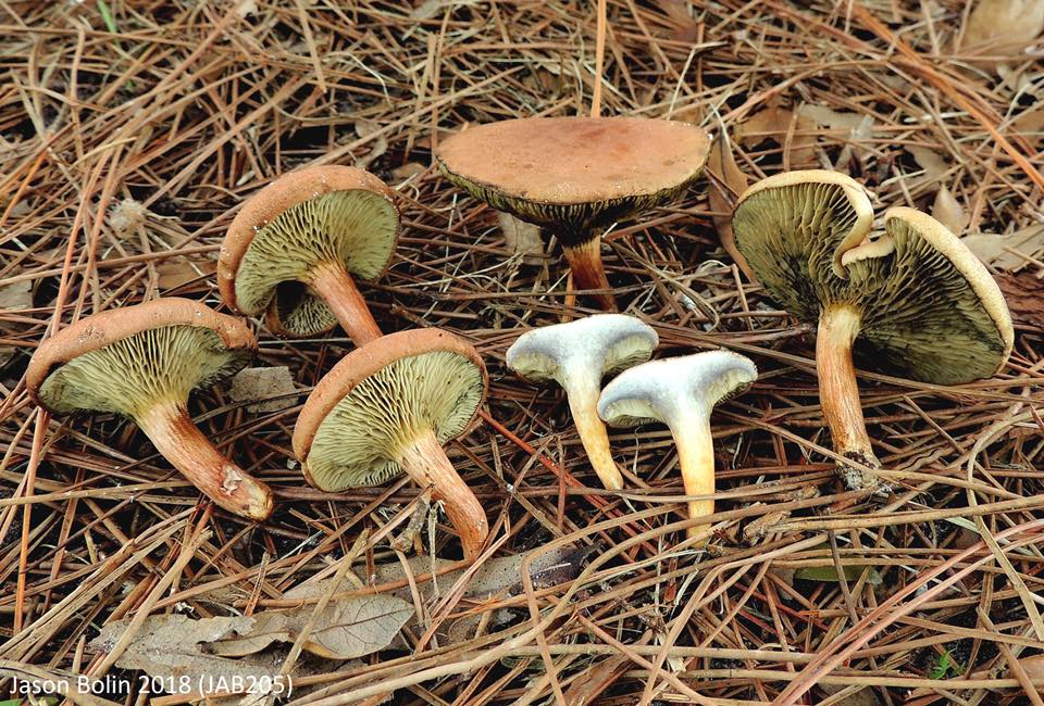 Phylloporopsis boletinoides (“Gilled Bolete”) | The Bolete Filter