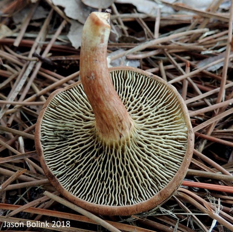 Phylloporopsis boletinoides (“Gilled Bolete”) | The Bolete Filter