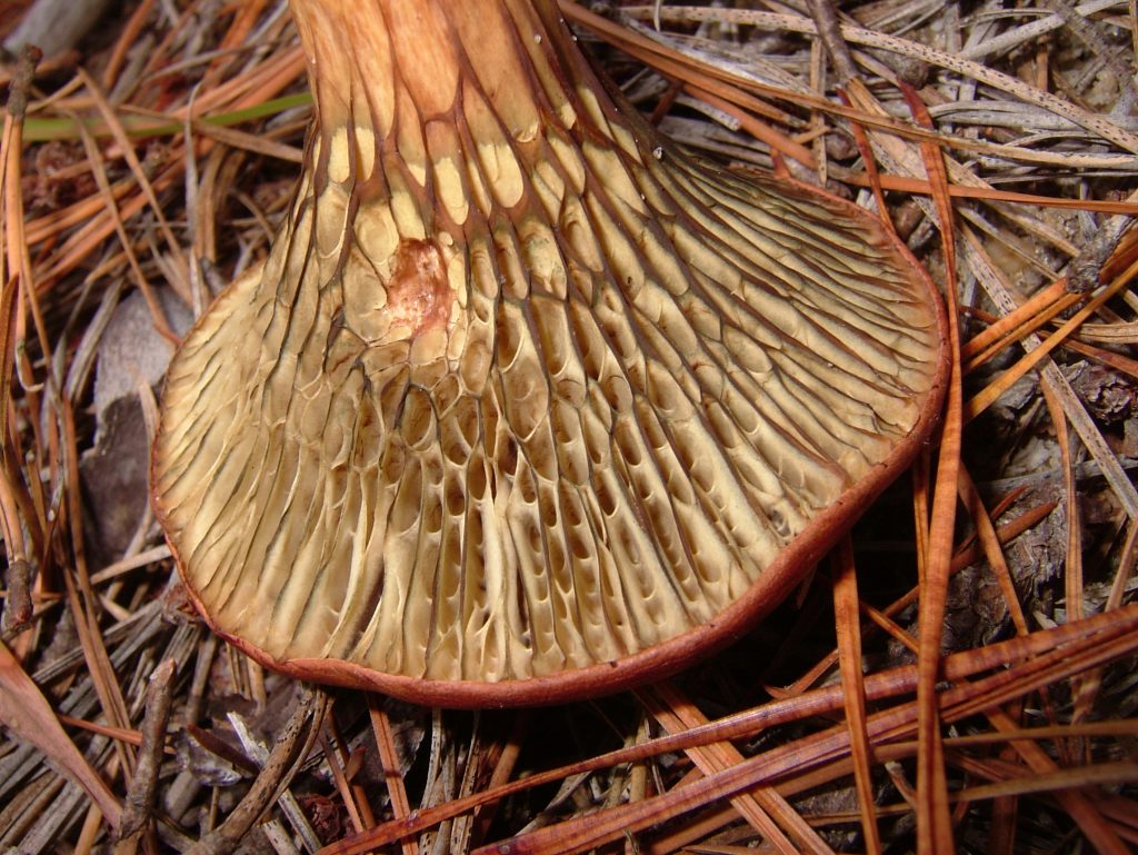 Phylloporopsis boletinoides (“Gilled Bolete”) | The Bolete Filter