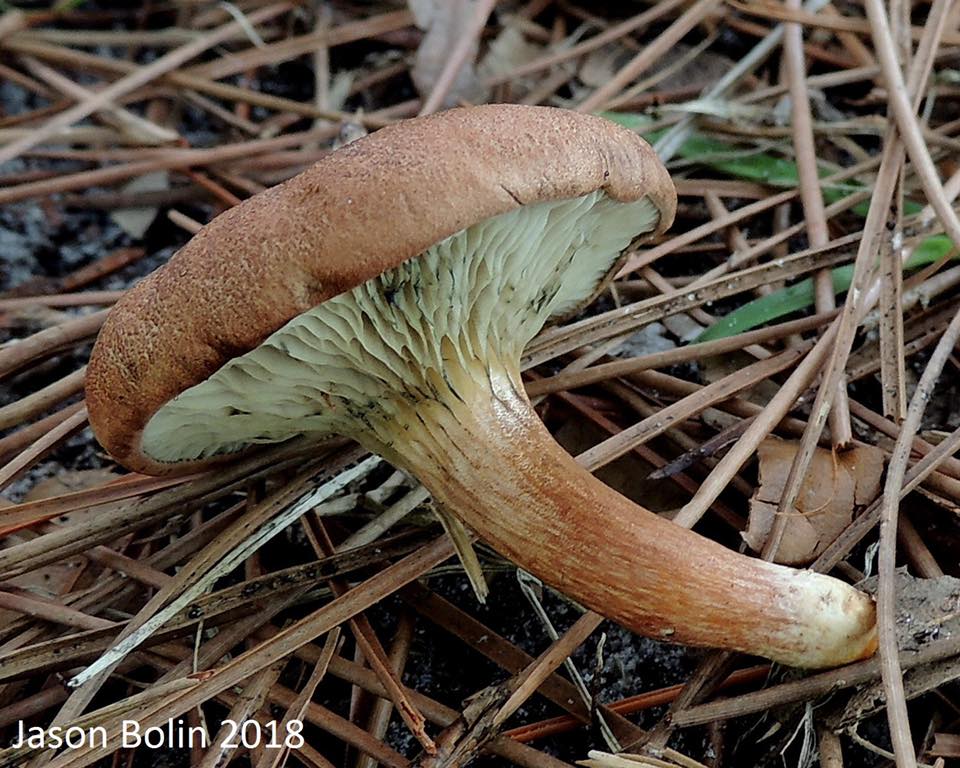 Phylloporopsis boletinoides (“Gilled Bolete”) | The Bolete Filter
