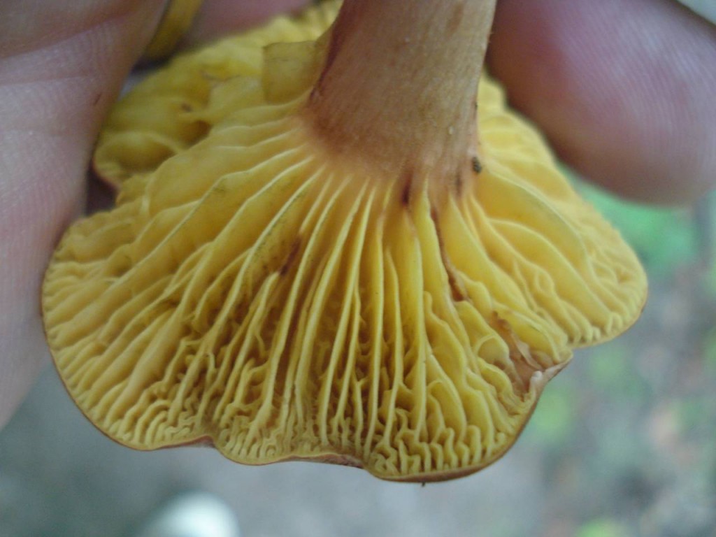 Phylloporus leucomycelinus (“Gilled Bolete”) | The Bolete Filter