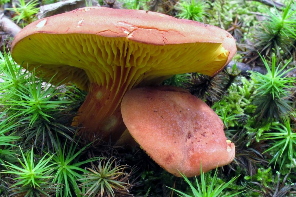 Phylloporus leucomycelinus (“Gilled Bolete”) | The Bolete Filter