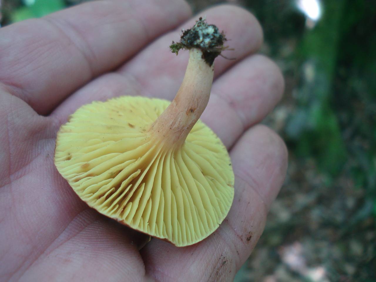 Phylloporus leucomycelinus (“Gilled Bolete”) | The Bolete Filter