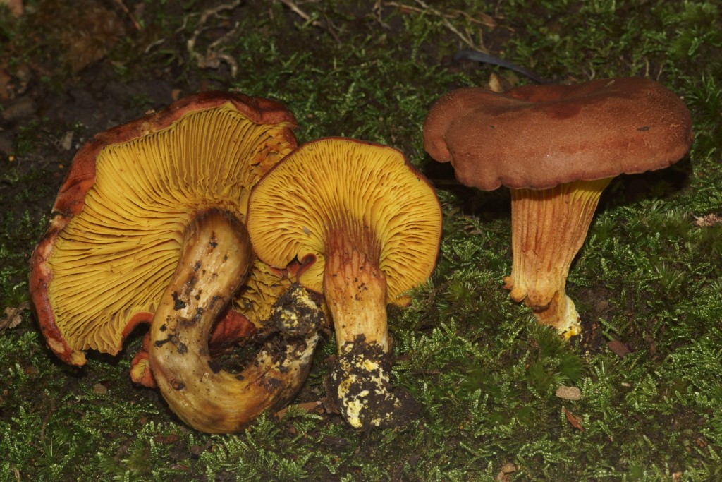 Phylloporus rhodoxanthus (“Gilled Bolete”) | The Bolete Filter