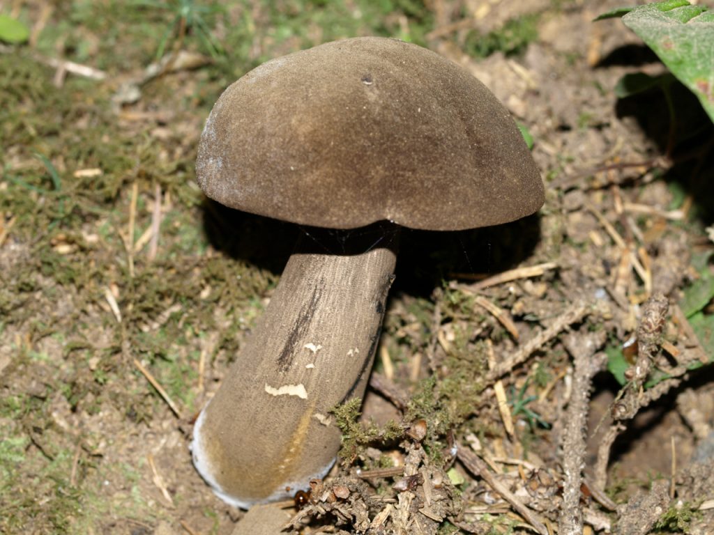 Porphyrellus porphyrosporus (“Dusky Bolete”) | The Bolete Filter
