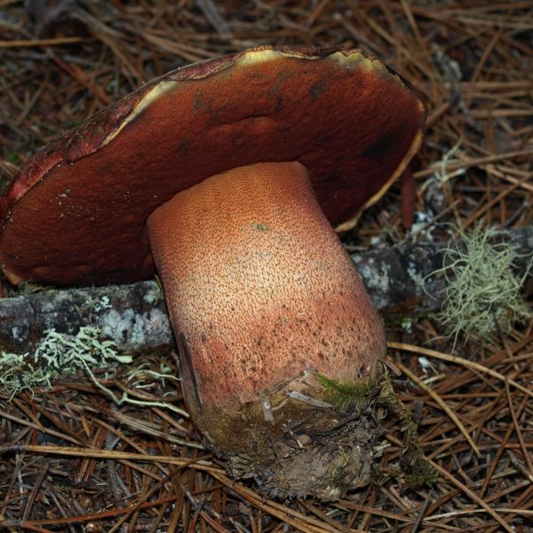 Rubroboletus pulcherrimus (“Red-Pored Bolete”) | The Bolete Filter