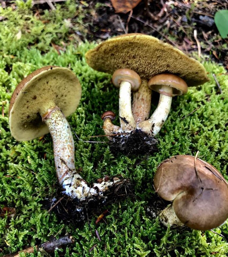 Suillus acidus (“Sour Cap Suillus”) | The Bolete Filter