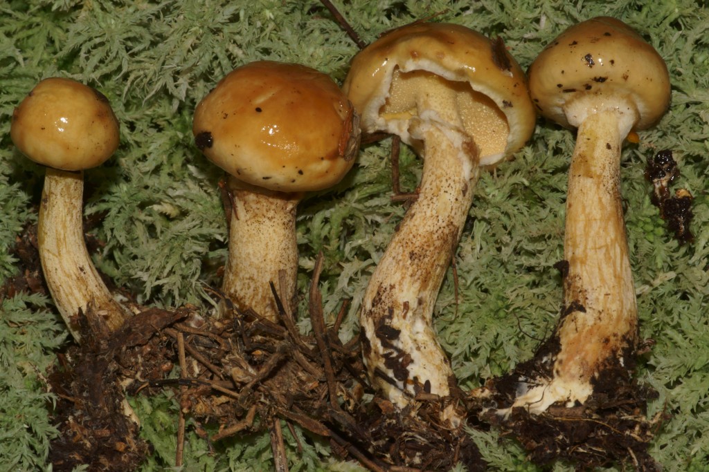 Suillus acidus (“Sour Cap Suillus”) | The Bolete Filter