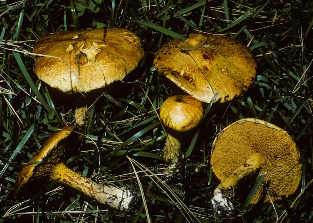 Suillus americanus (“Chicken Fat Suillus”) | The Bolete Filter