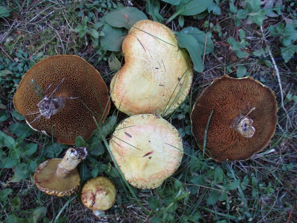 Suillus americanus (“Chicken Fat Suillus”) | The Bolete Filter