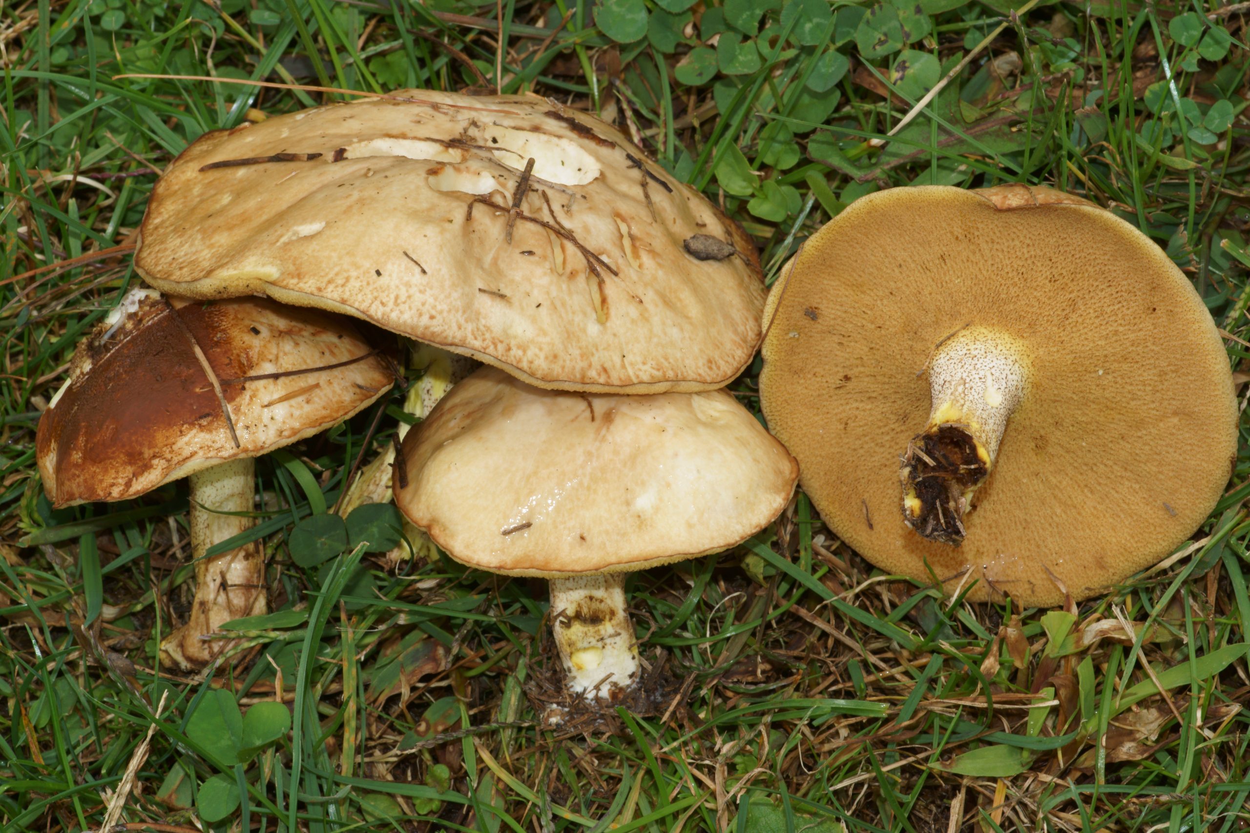 Suillus bovinus | The Bolete Filter
