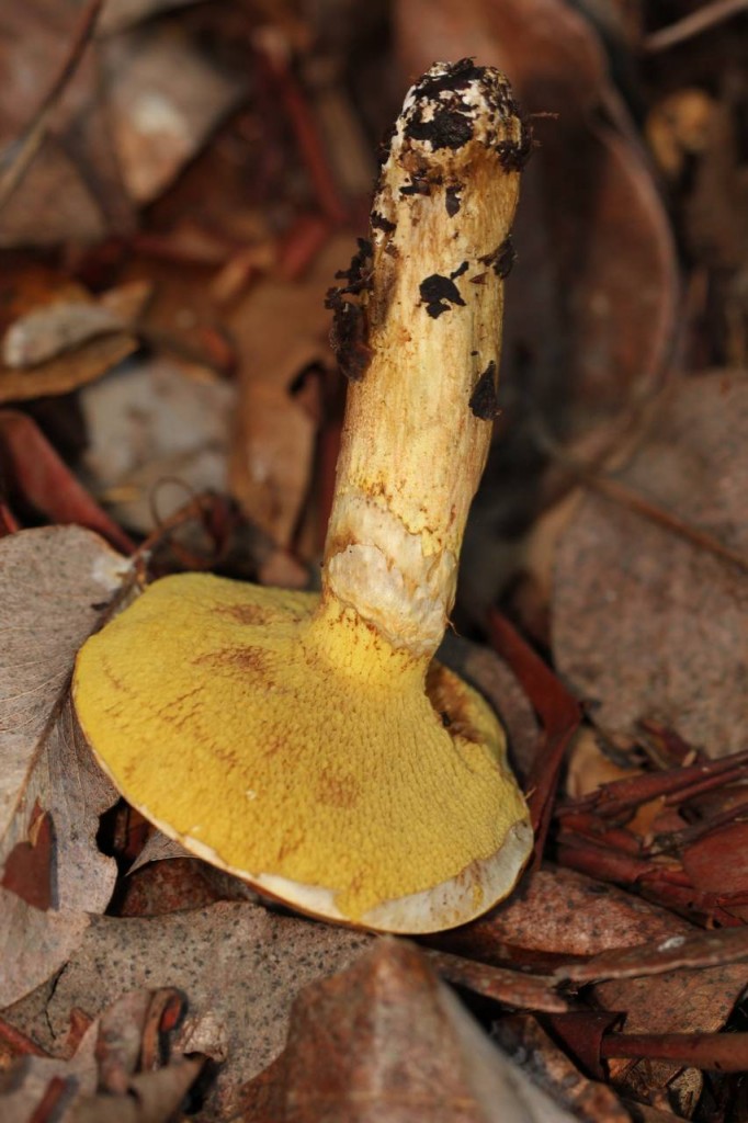 Suillus caerulescens (“Blue Staining Suillus”) | The Bolete Filter