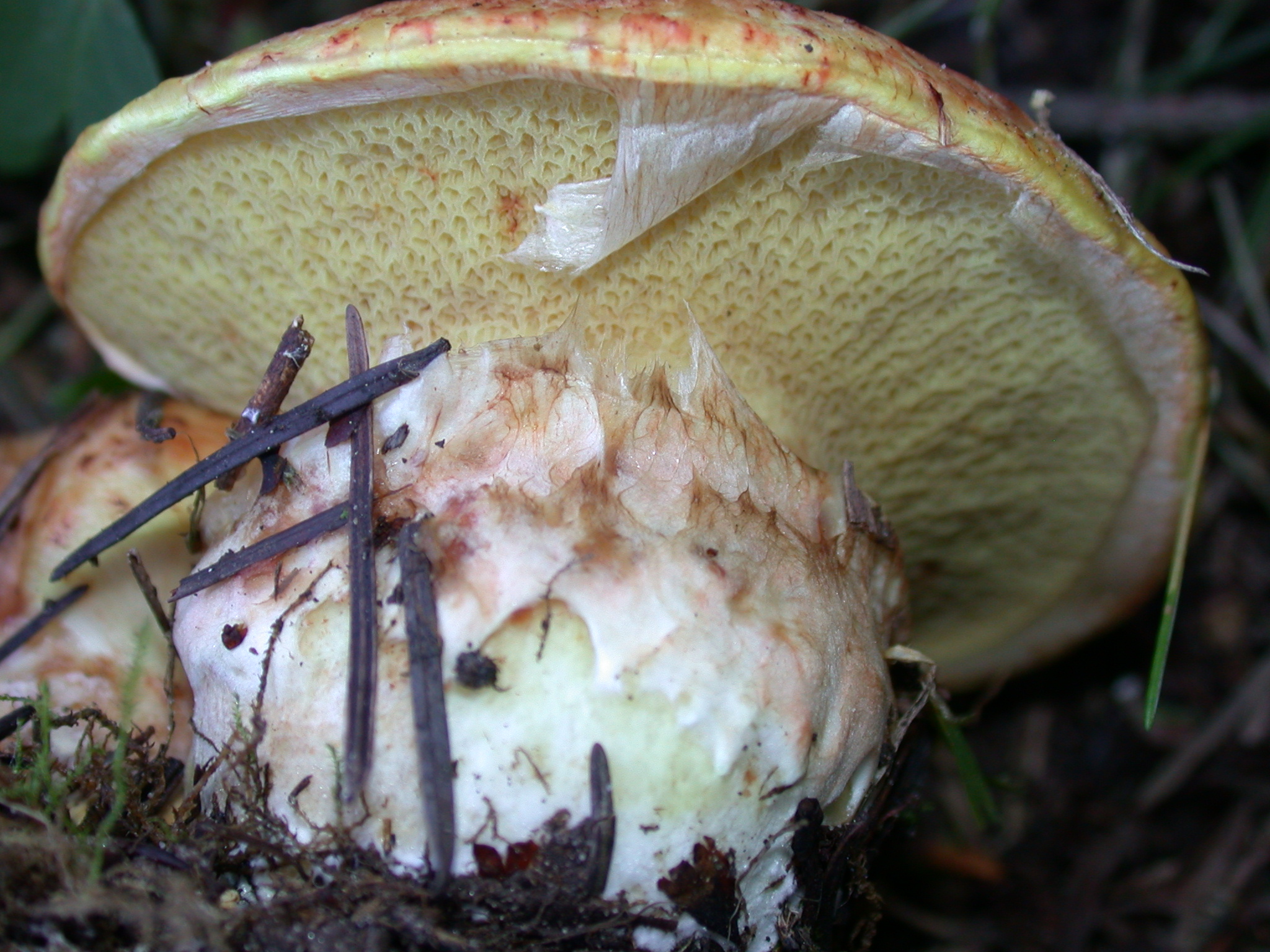 Suillus caerulescens (“Blue Staining Suillus”) | The Bolete Filter