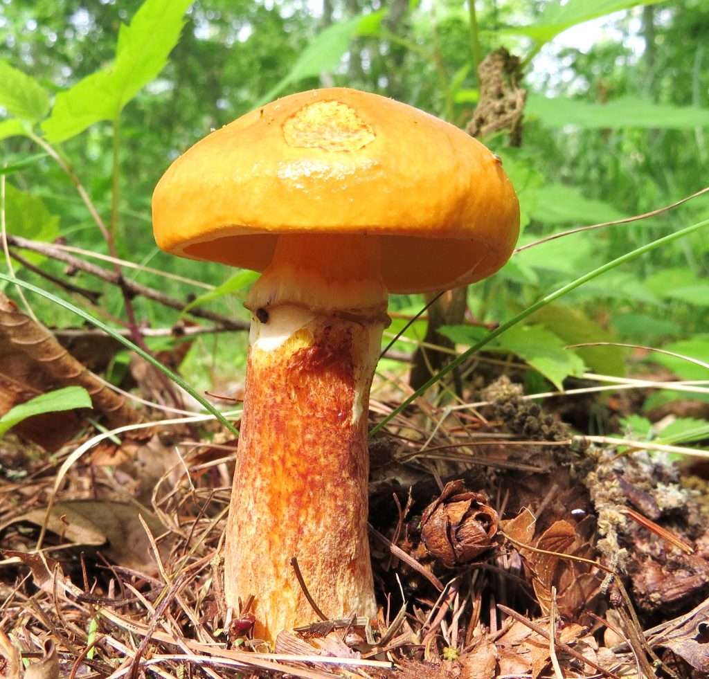 Suillus clintonianus (“Larch Suillus”) | The Bolete Filter