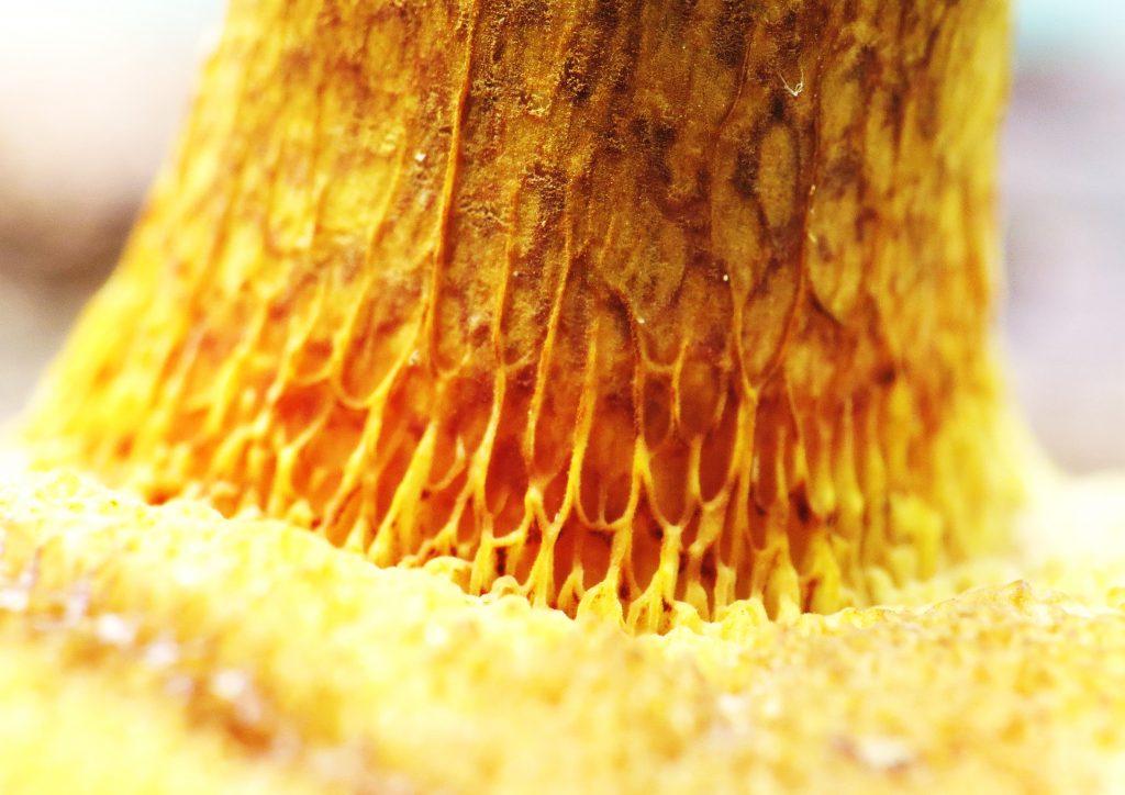 Suillus clintonianus (“Larch Suillus”) | The Bolete Filter