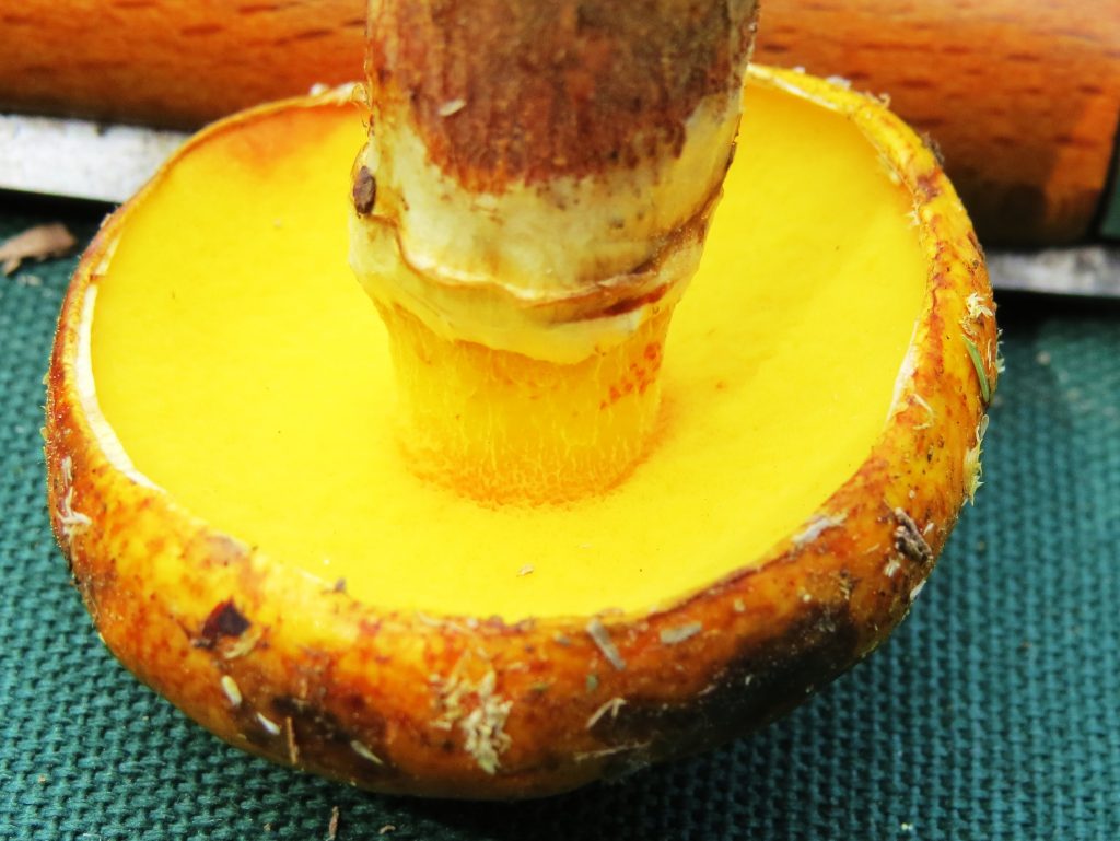 Suillus clintonianus (“Larch Suillus”) | The Bolete Filter