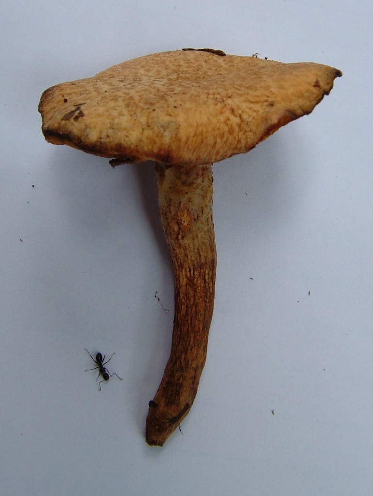 Suillus decipiens | The Bolete Filter