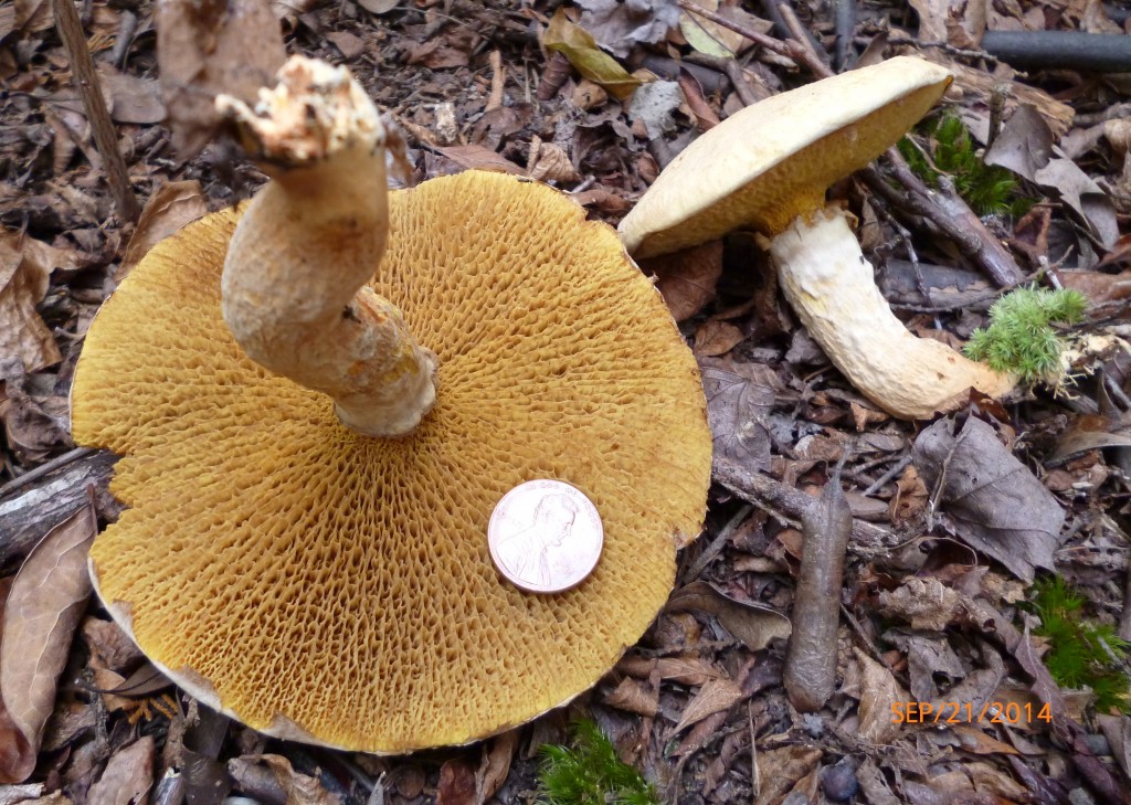 Suillus decipiens | The Bolete Filter