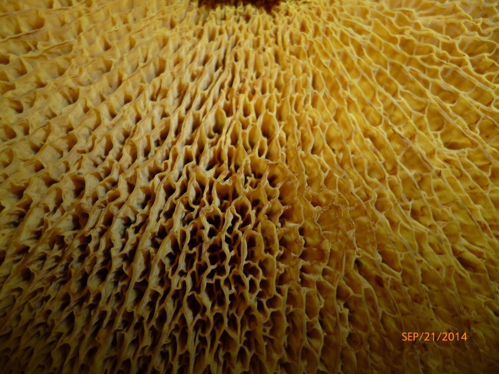 Suillus decipiens | The Bolete Filter