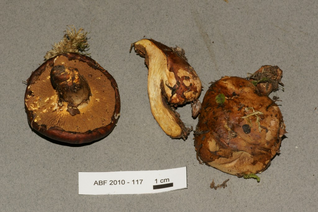 Suillus glandulosipes (“White-stemmed Bolete”) | The Bolete Filter