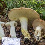 Suillus weaverae f/k/a granulatus (“Butterball”) | The Bolete Filter