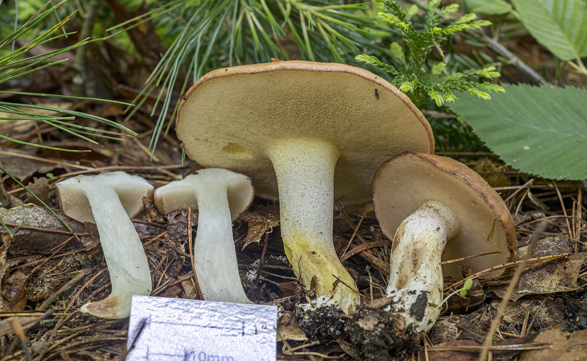 Suillus weaverae f/k/a granulatus (“Butterball”) | The Bolete Filter